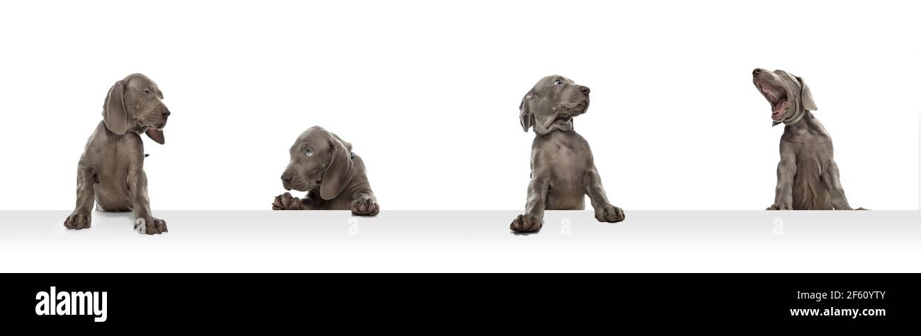 Young dog posing. Cute puppy or pet posing happy isolated on white ...