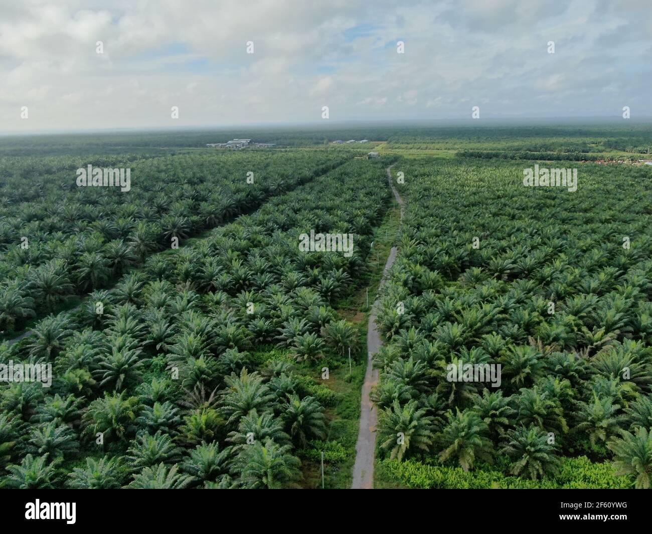 The Palm Oil Estates at Sarawak, the Borneo Island, Malaysia Stock ...