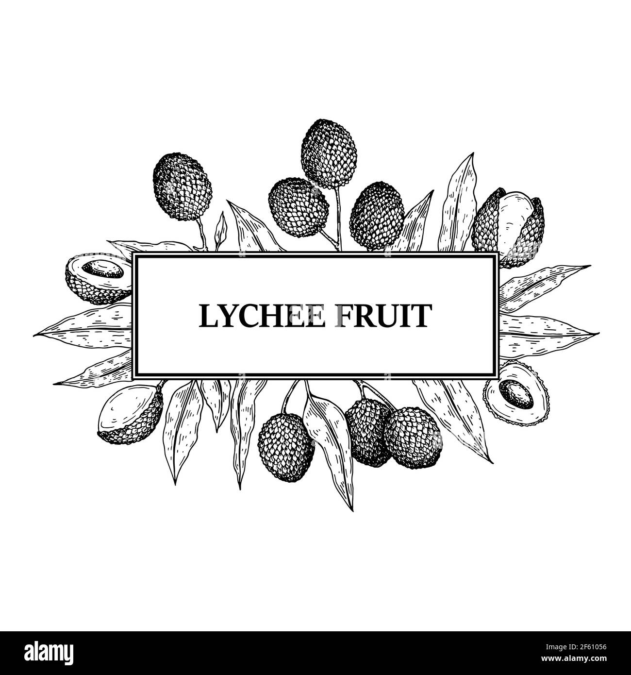 Hand drawn lychee design for packaging, banners, advertising ...