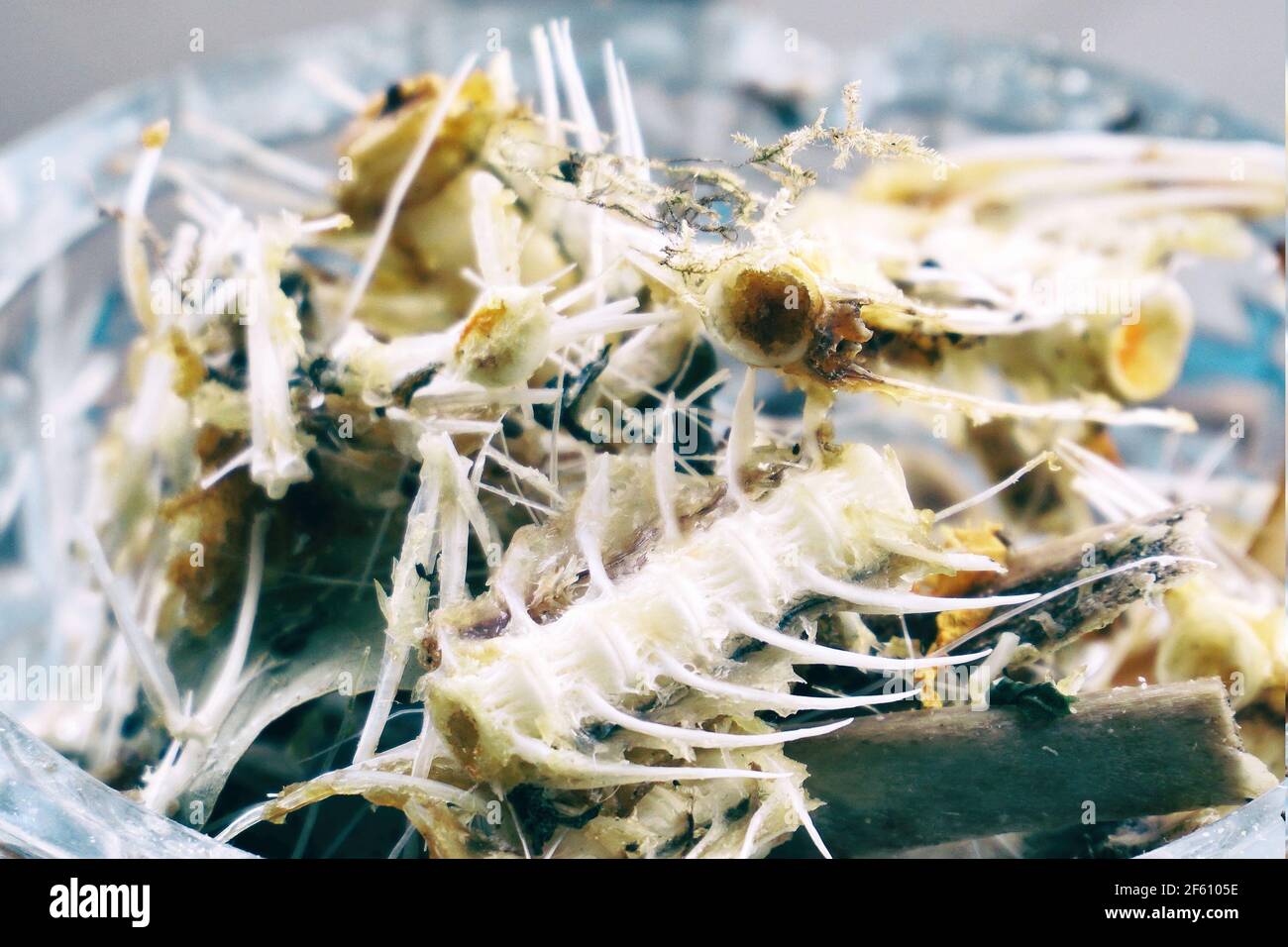 Bone Bones Close Up High Resolution Stock Photography and Images - Alamy
