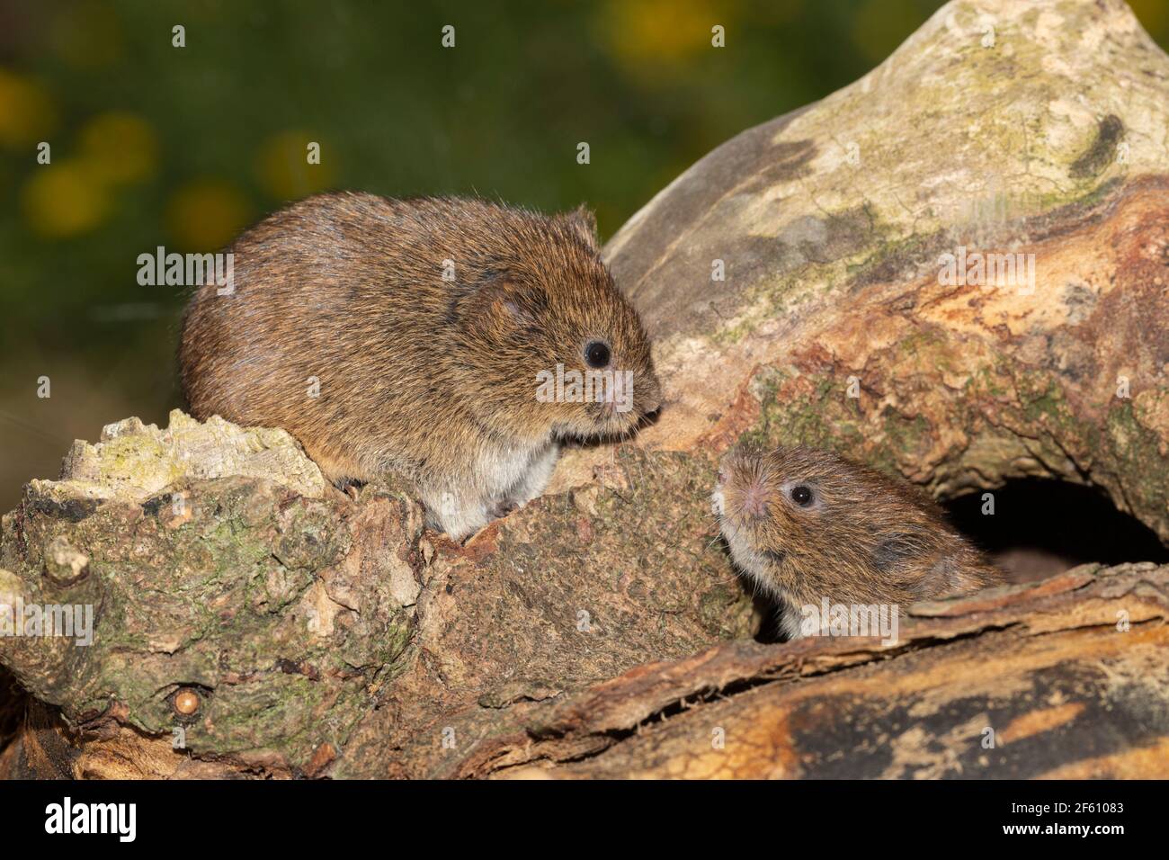 Field voles (Microtus agrestis), UK Stock Photo - Alamy