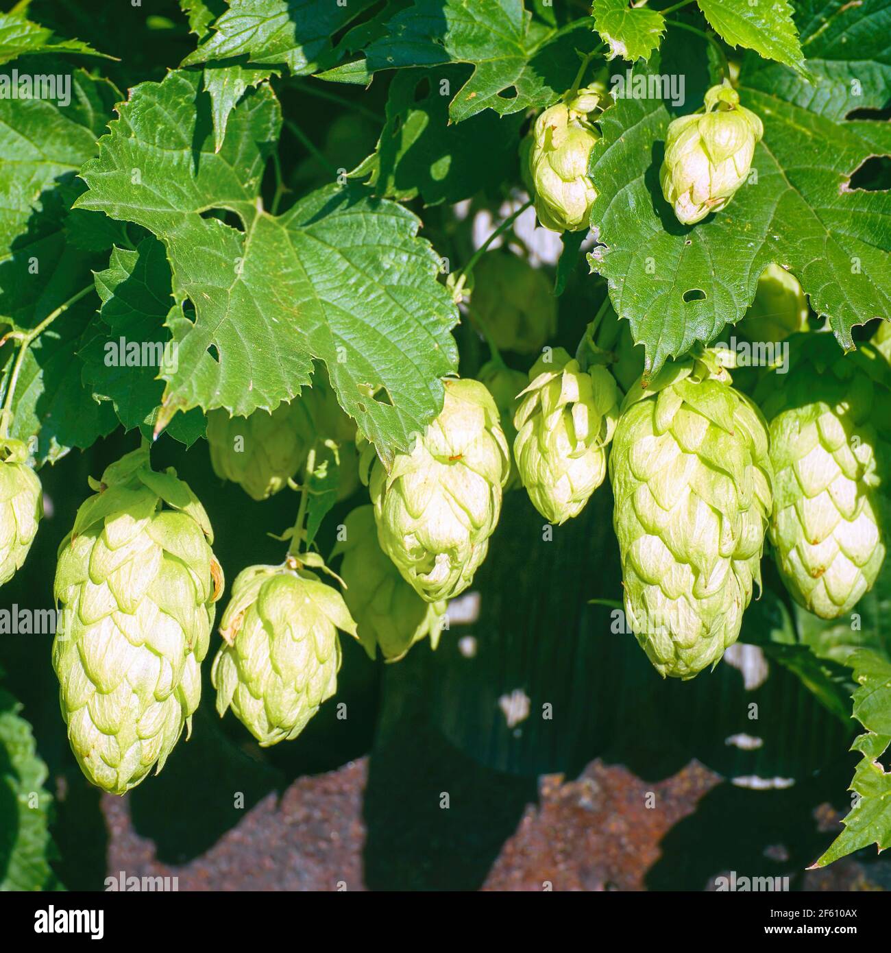 Hop cones on branches farming hi-res stock photography and images - Alamy
