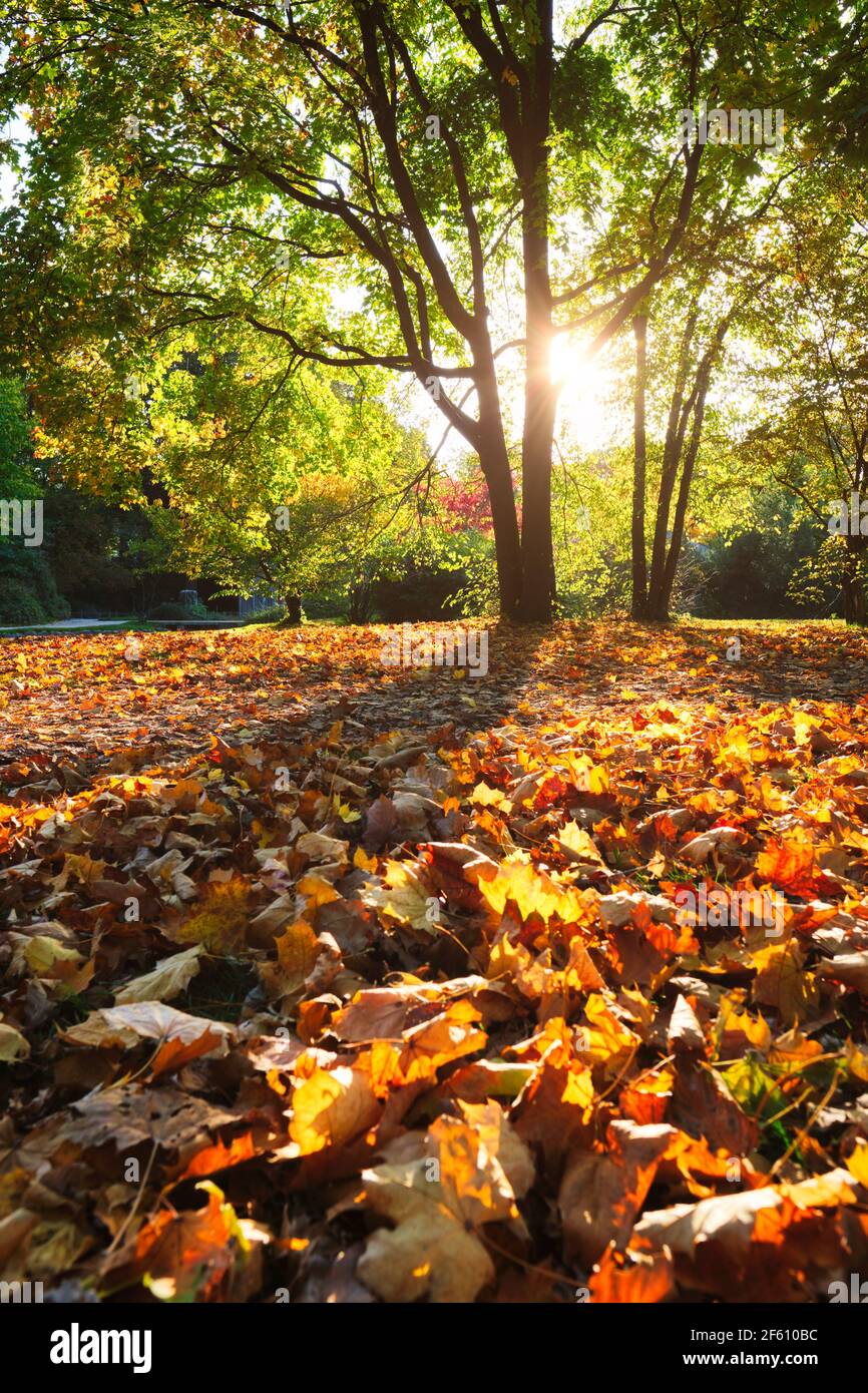 Golden autumn fall October in famous Munich relax place - Englishgarten ...