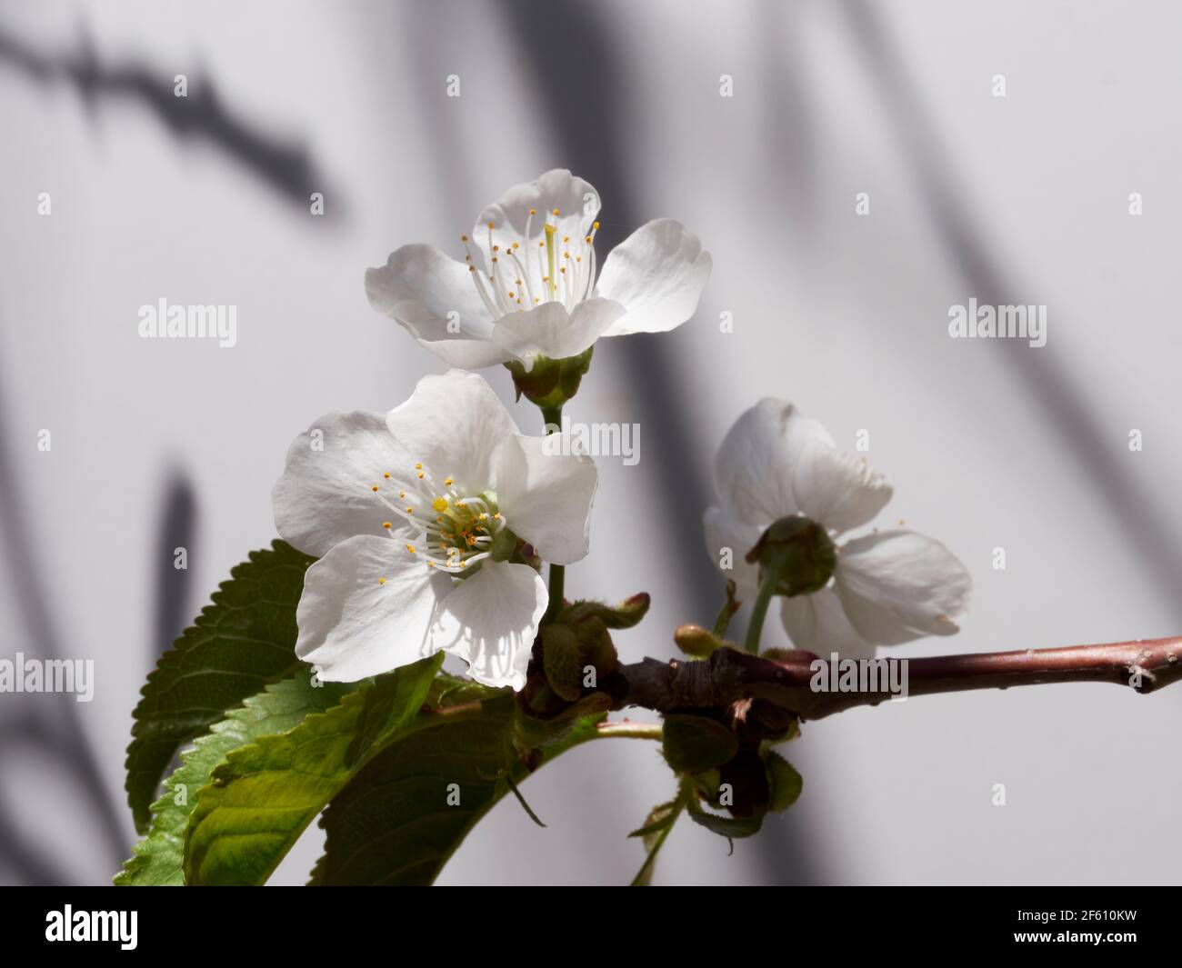 Bunch of cherry hi-res stock photography and images - Alamy