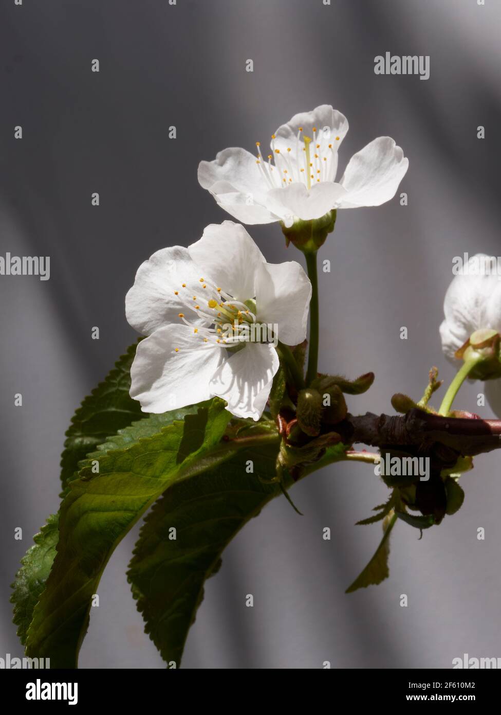 Bunch of cherry hi-res stock photography and images - Alamy