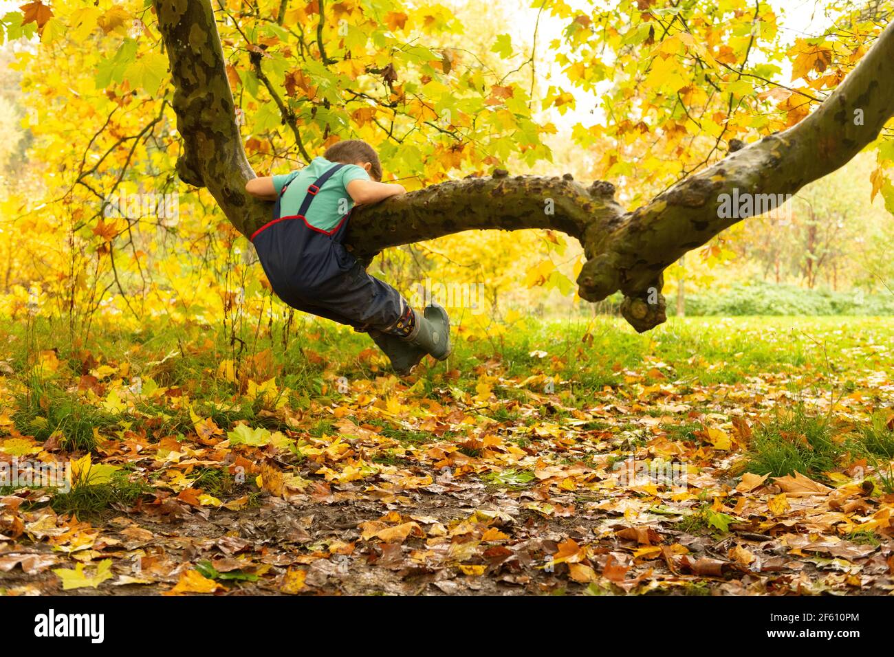 Boy climbing on tree branch Stock Photo - Alamy