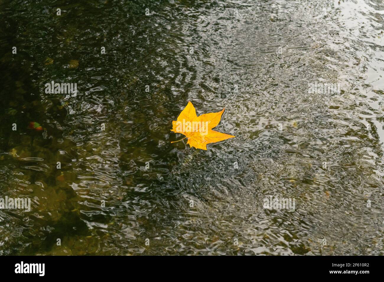 Autumn leaf floating in river Stock Photo - Alamy