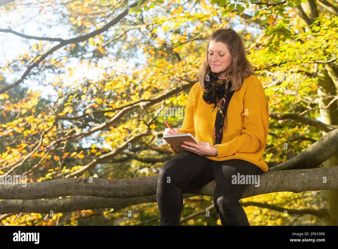 Drawing tree falling leaves on hi-res stock photography and images - Alamy