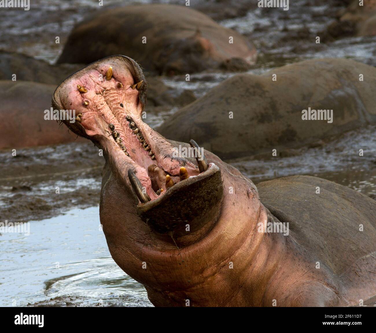 Hippo skin sweat hi-res stock photography and images - Alamy