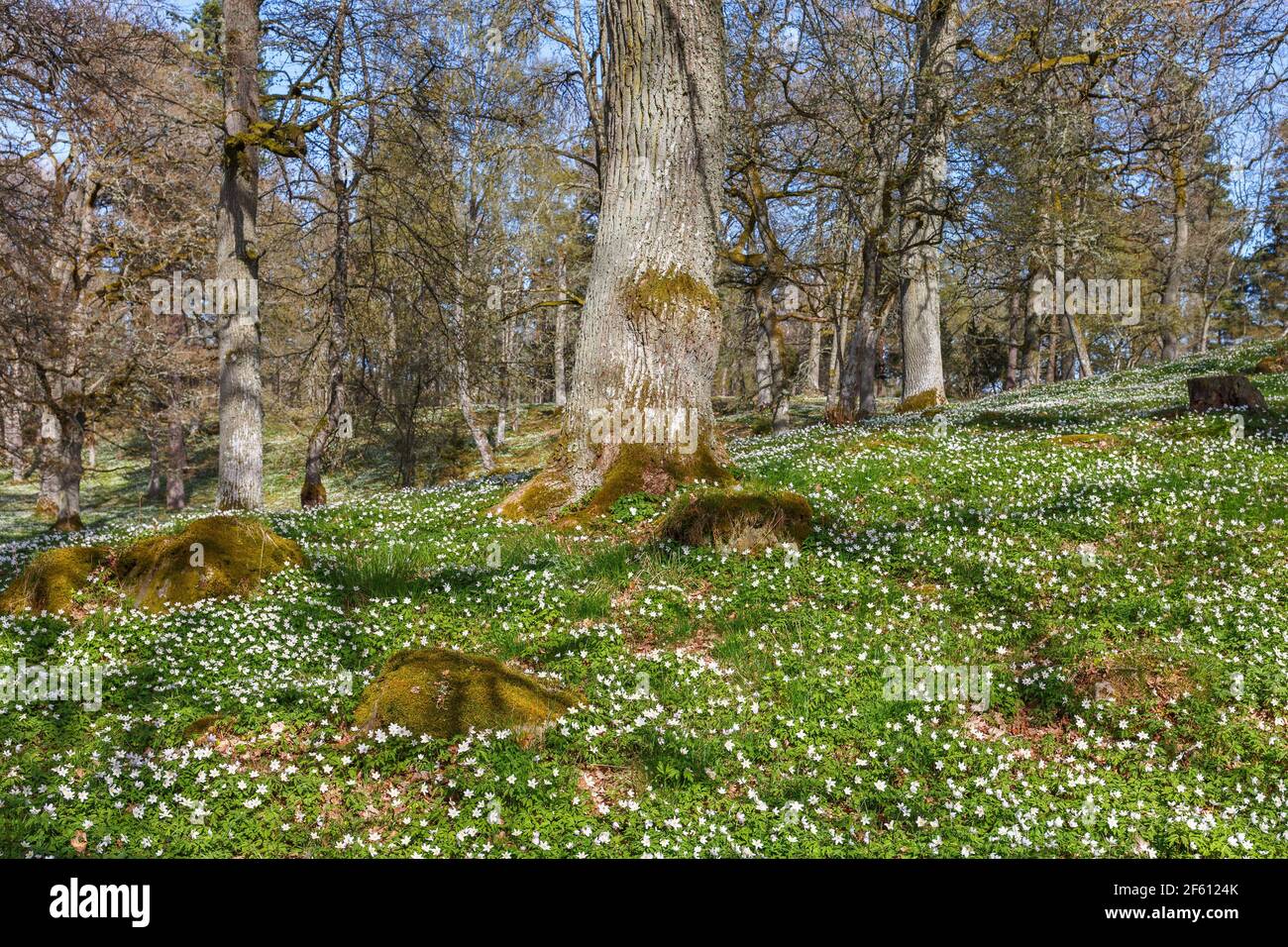 Spring budding oak tree hi-res stock photography and images - Alamy