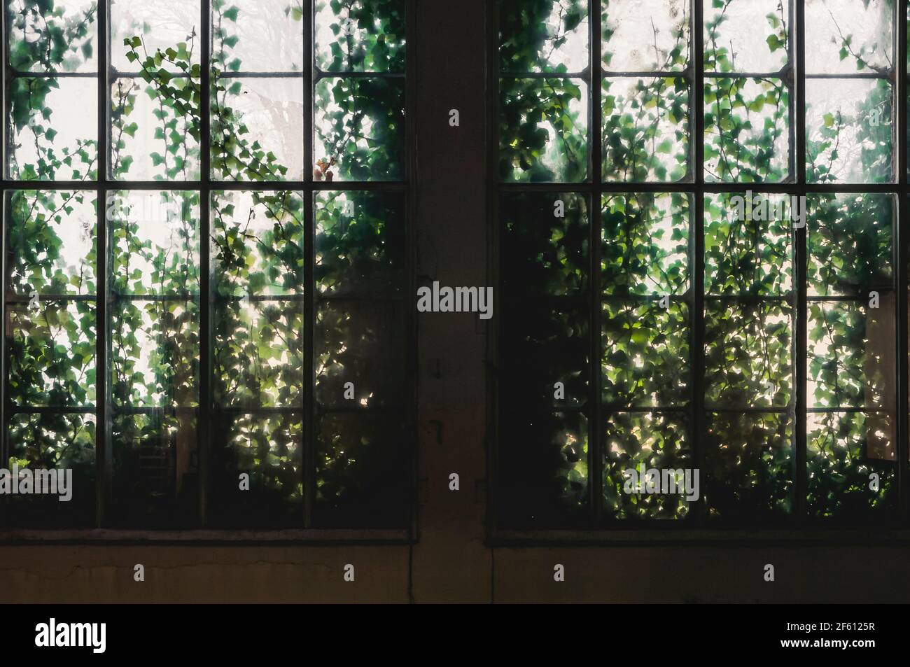 Overgrown window at abandoned industry building Stock Photo - Alamy