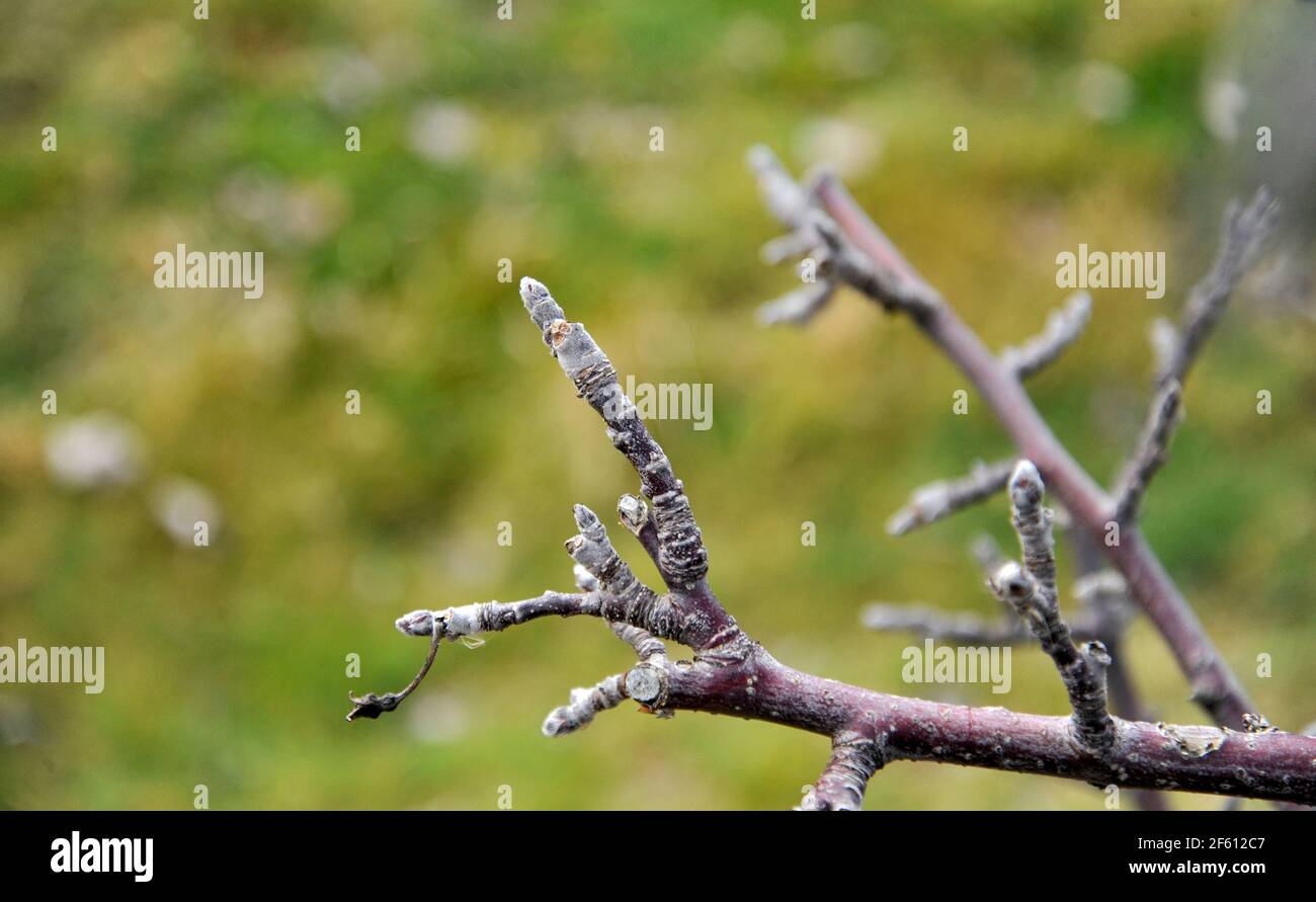 Buds young leaves apple tree hi-res stock photography and images - Alamy