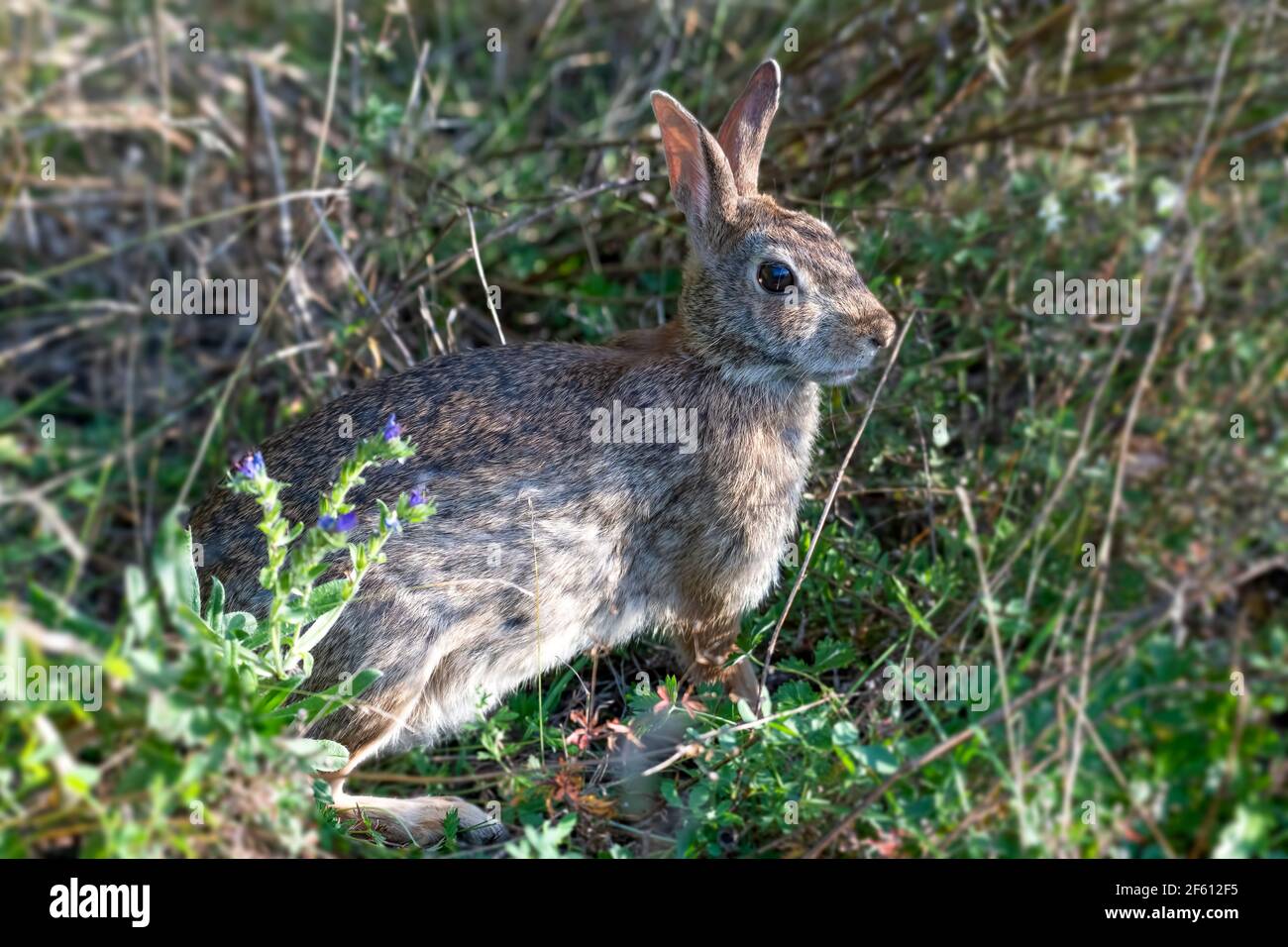 Eastern cottontail rabbit in the woods Stock Photo - Alamy