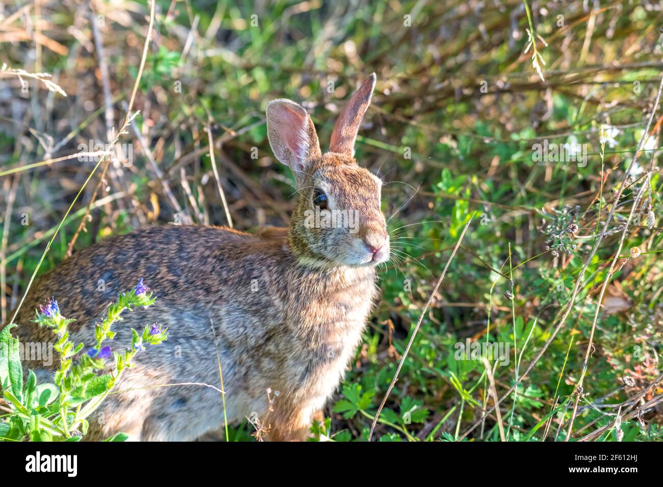 Cute cottontail butty with its ears straight up sitting at the side of ...