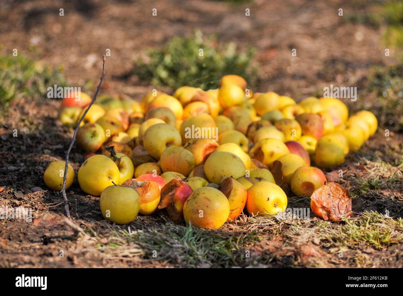 yellow rotten apples on the ground image Stock Photo - Alamy