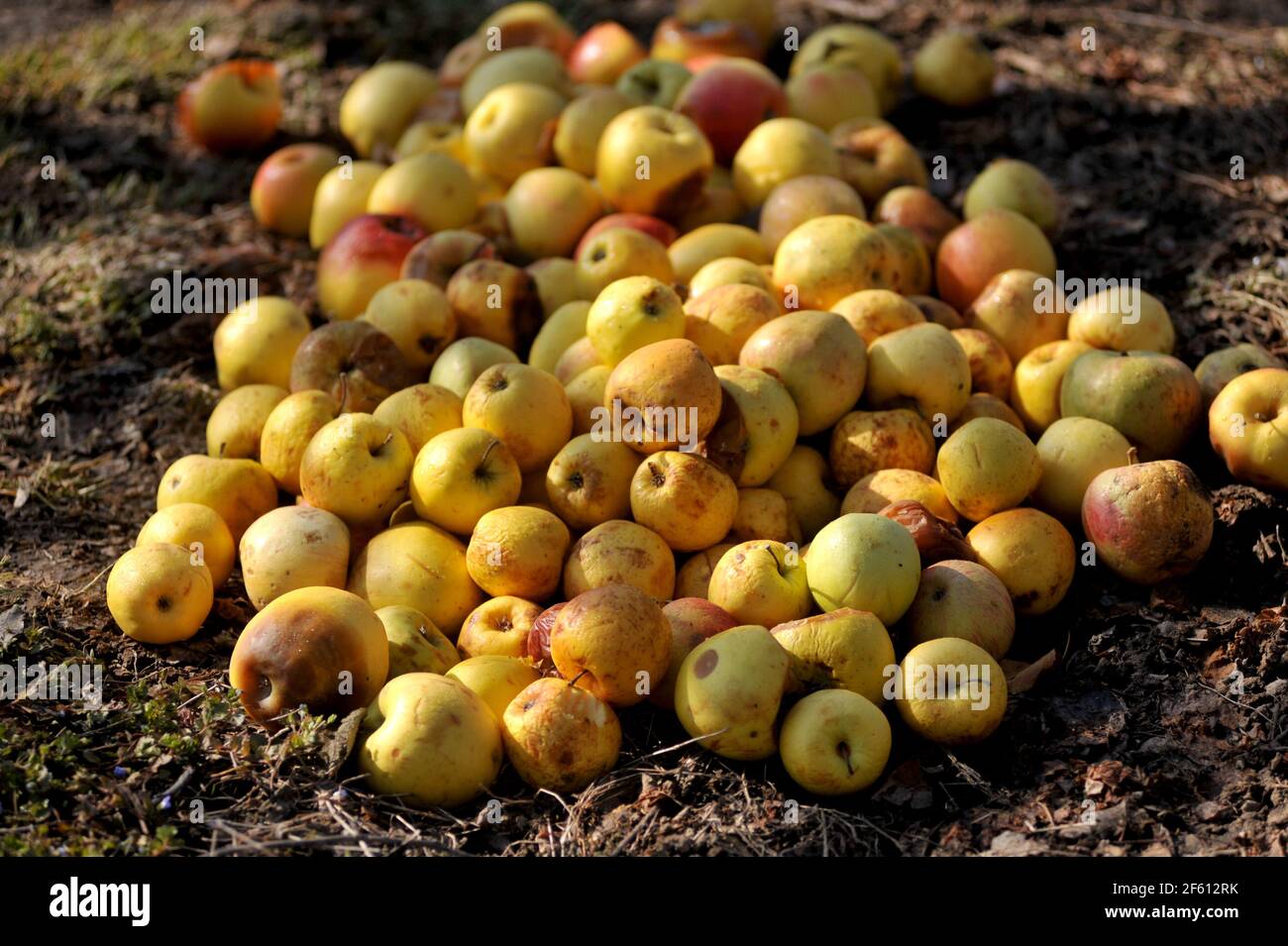 Rotten apples dry leaves hi-res stock photography and images - Alamy