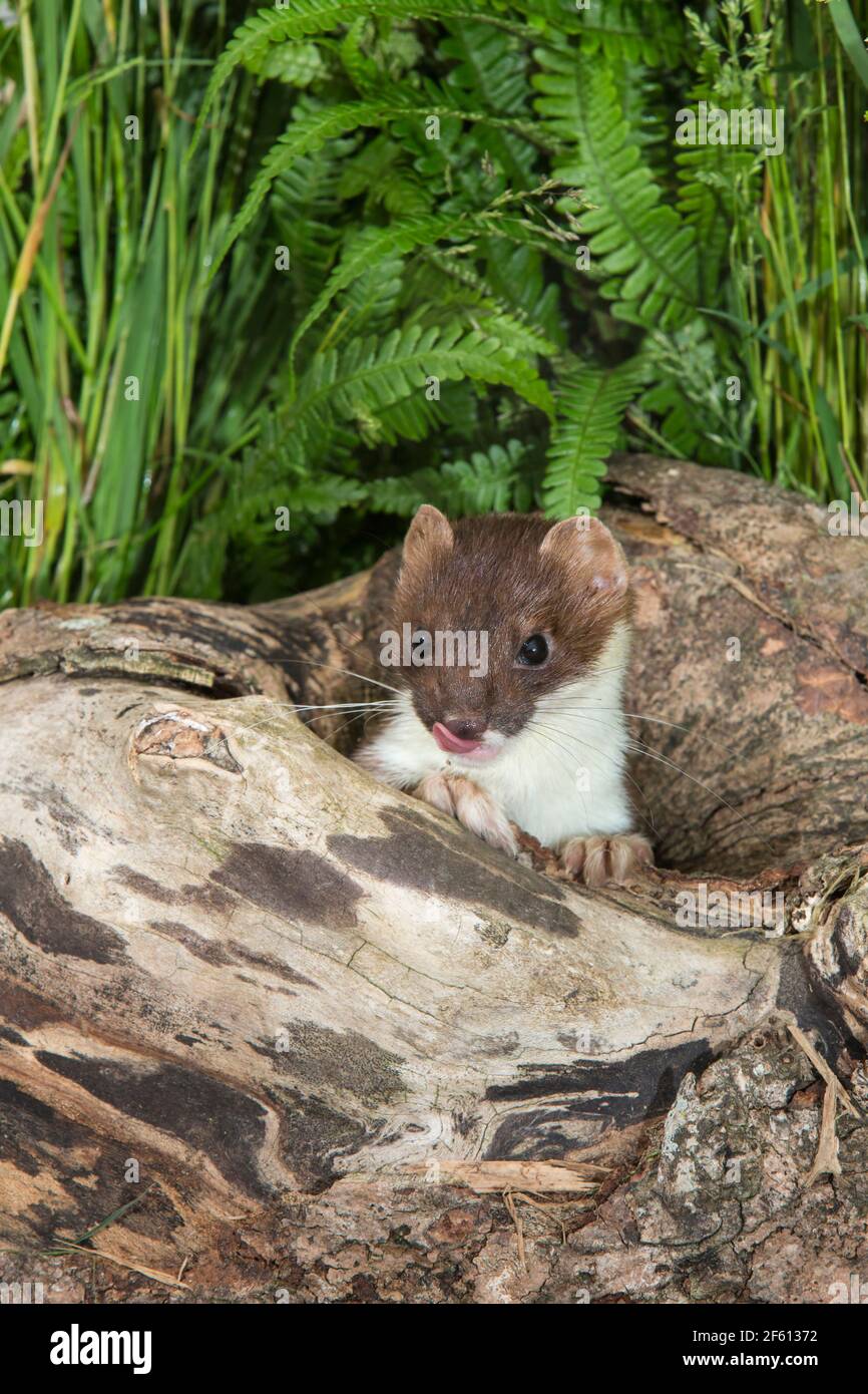 Weasel and stoat hi-res stock photography and images - Alamy