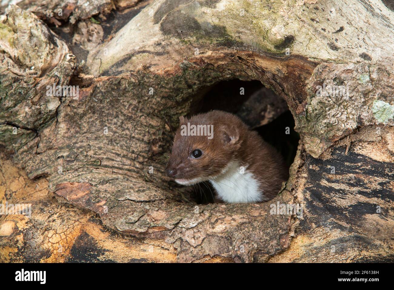 Weasel (Mustela nivalis), controlled, UK Stock Photo - Alamy