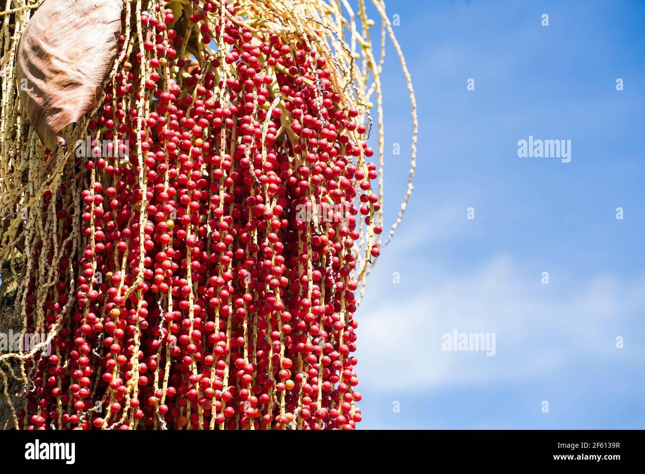 Colombian exotic fruit Corozo - Bactris guineensis Stock Photo - Alamy