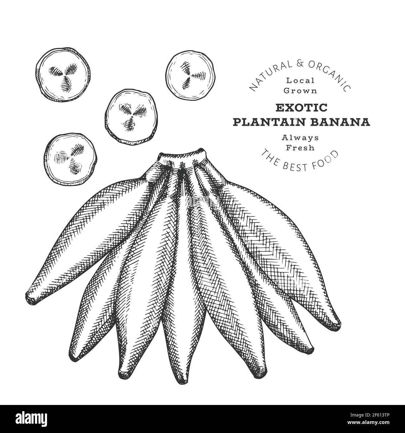 Hand drawn sketch style plantain. Organic fresh food vector ...