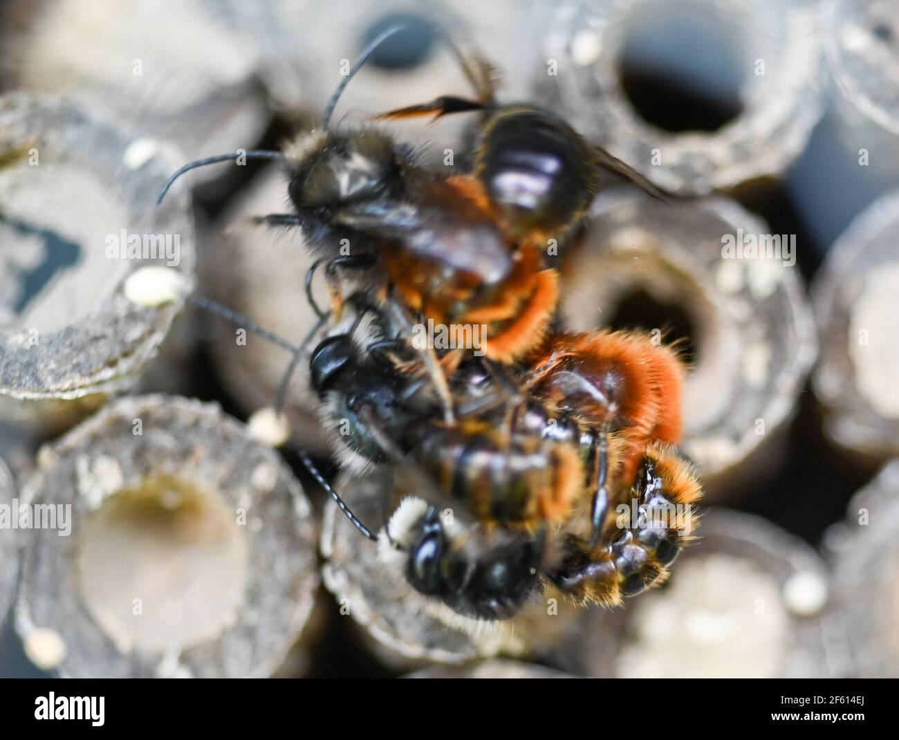 29 March 2021, Hessen, Frankfurt/Main: Mason bees form a cluster in ...