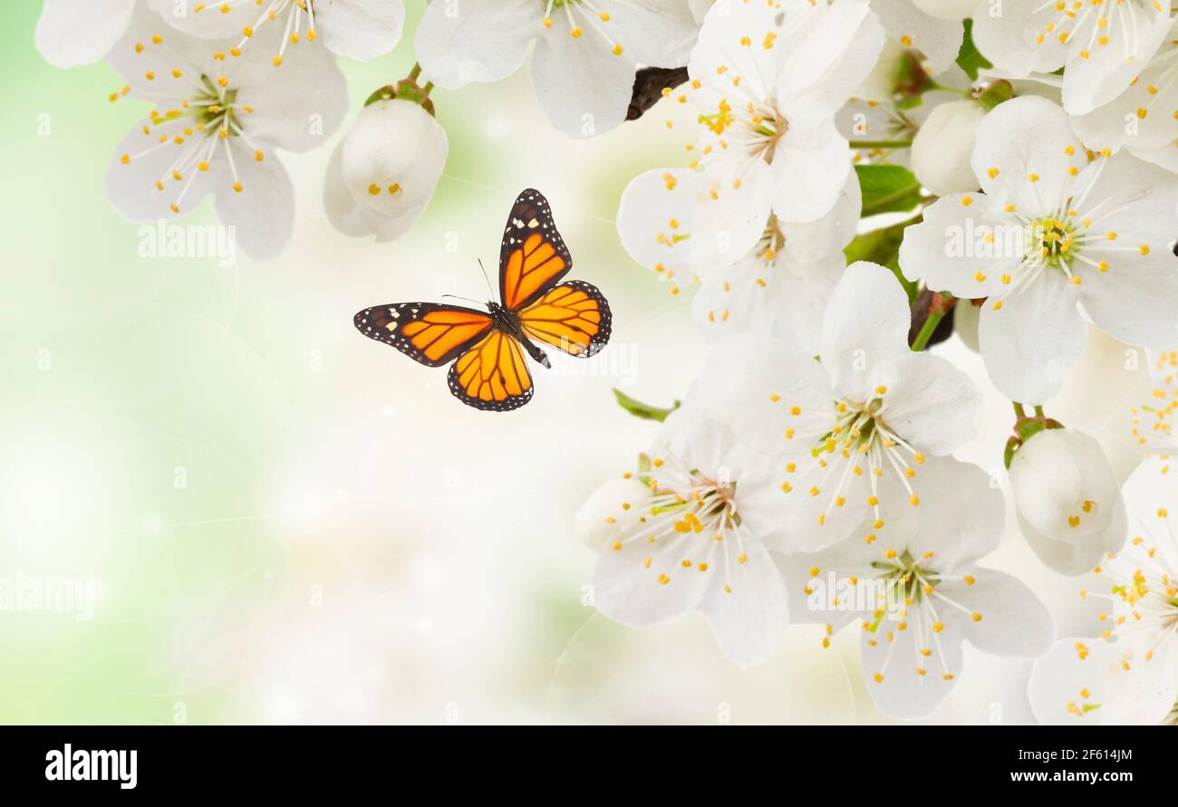 Green cherry plum apple hi-res stock photography and images - Alamy