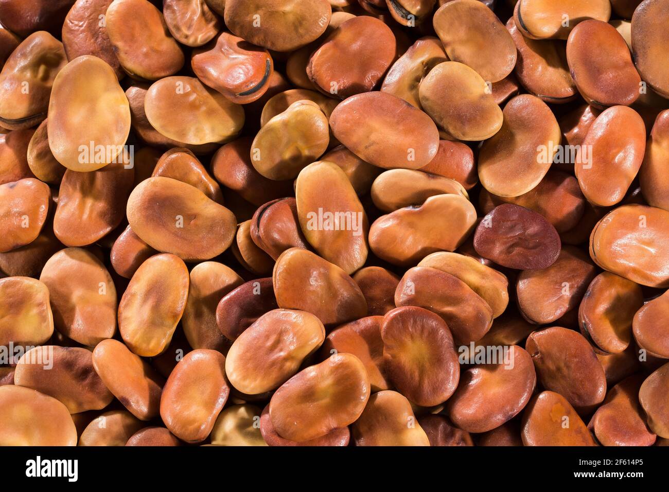 Fava brown dried beans - Vicia faba L Stock Photo - Alamy