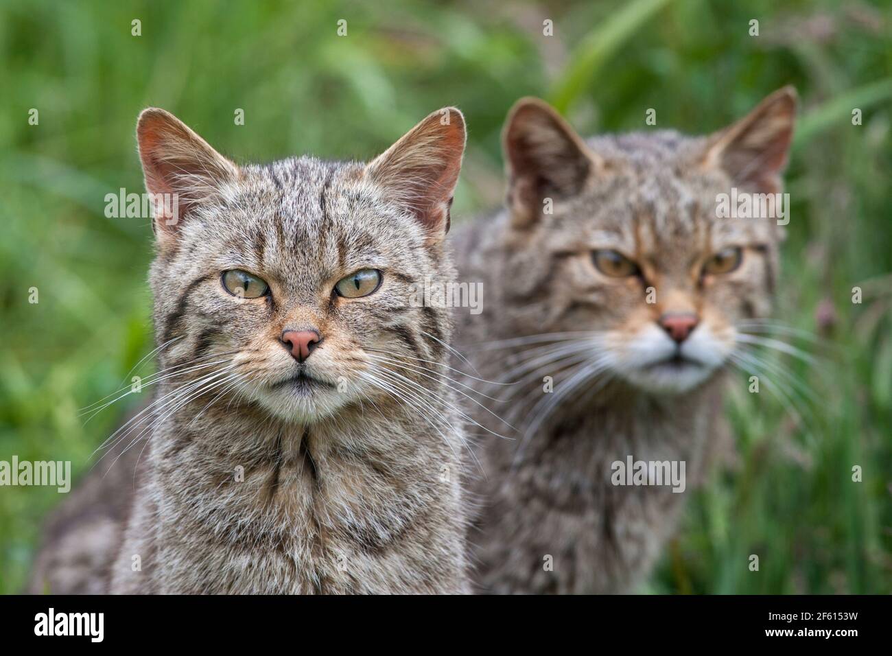 Scottish wildcat hi-res stock photography and images - Alamy
