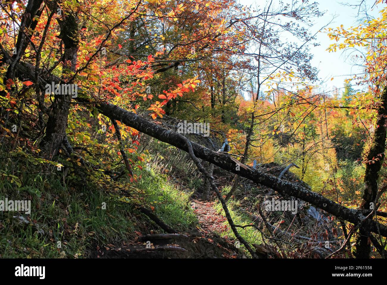 Fallen tree in a beautiful forest Stock Photo - Alamy