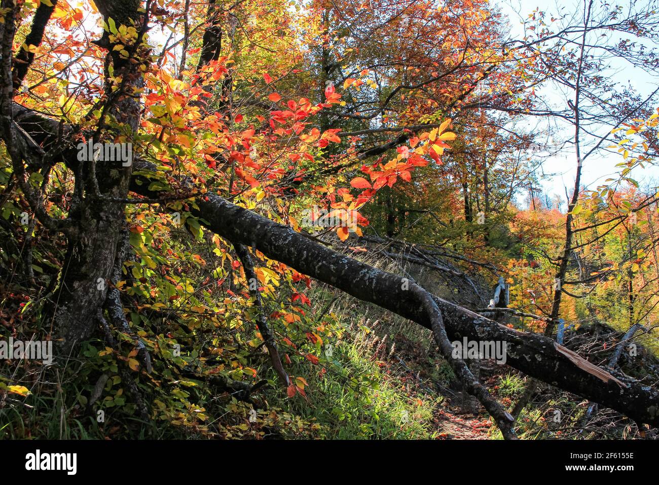 Fallen tree in a beautiful forest Stock Photo - Alamy
