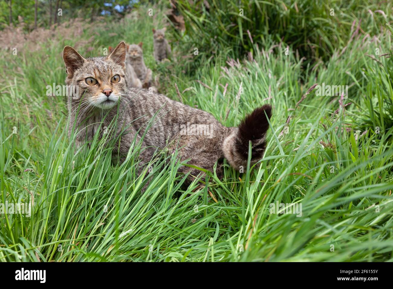 Scottish wildcats (Felis sylvestris), captive, UK Stock Photo - Alamy