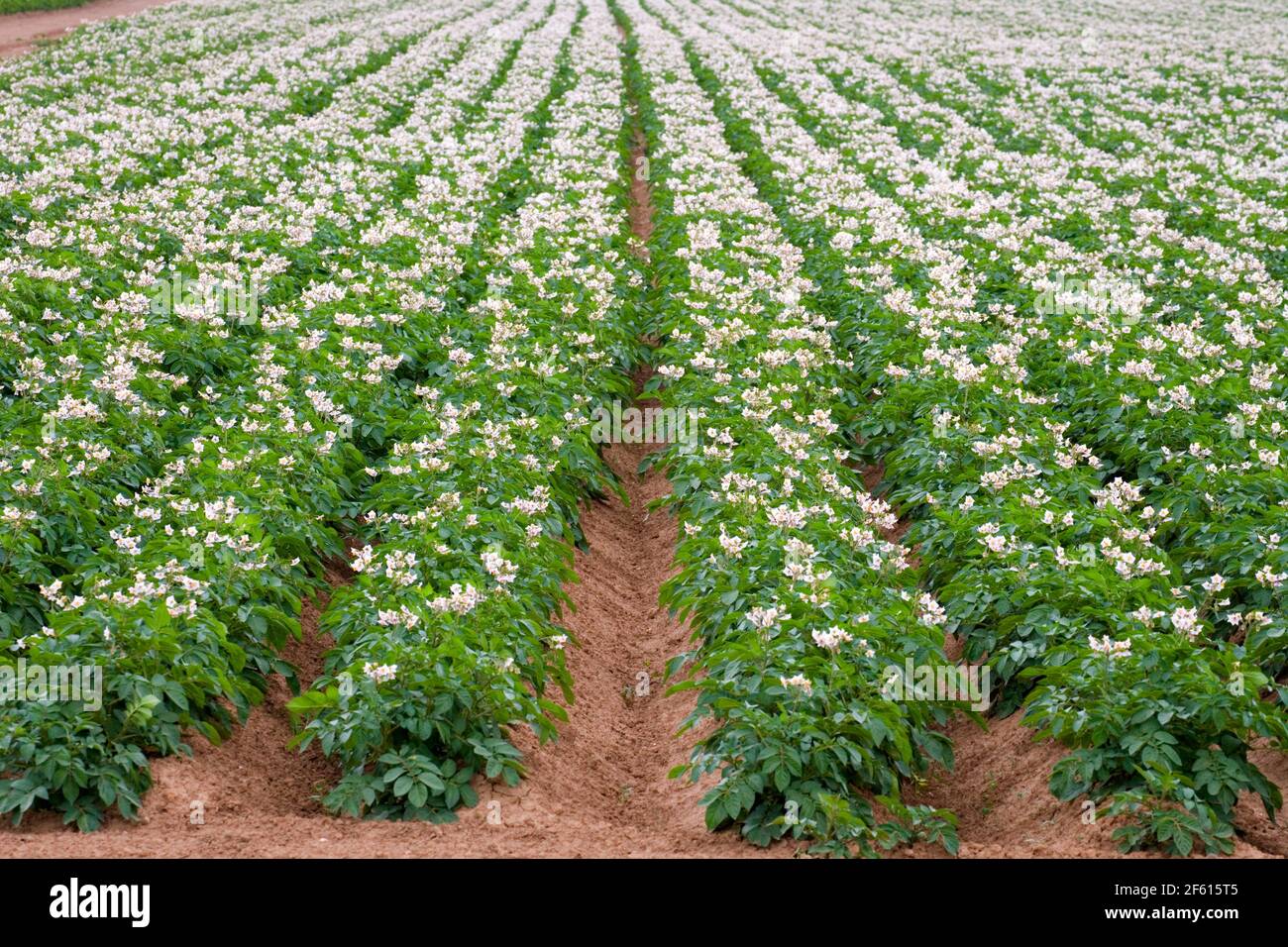 potato crops growing and in flower in Lincolnshire Stock Photo - Alamy