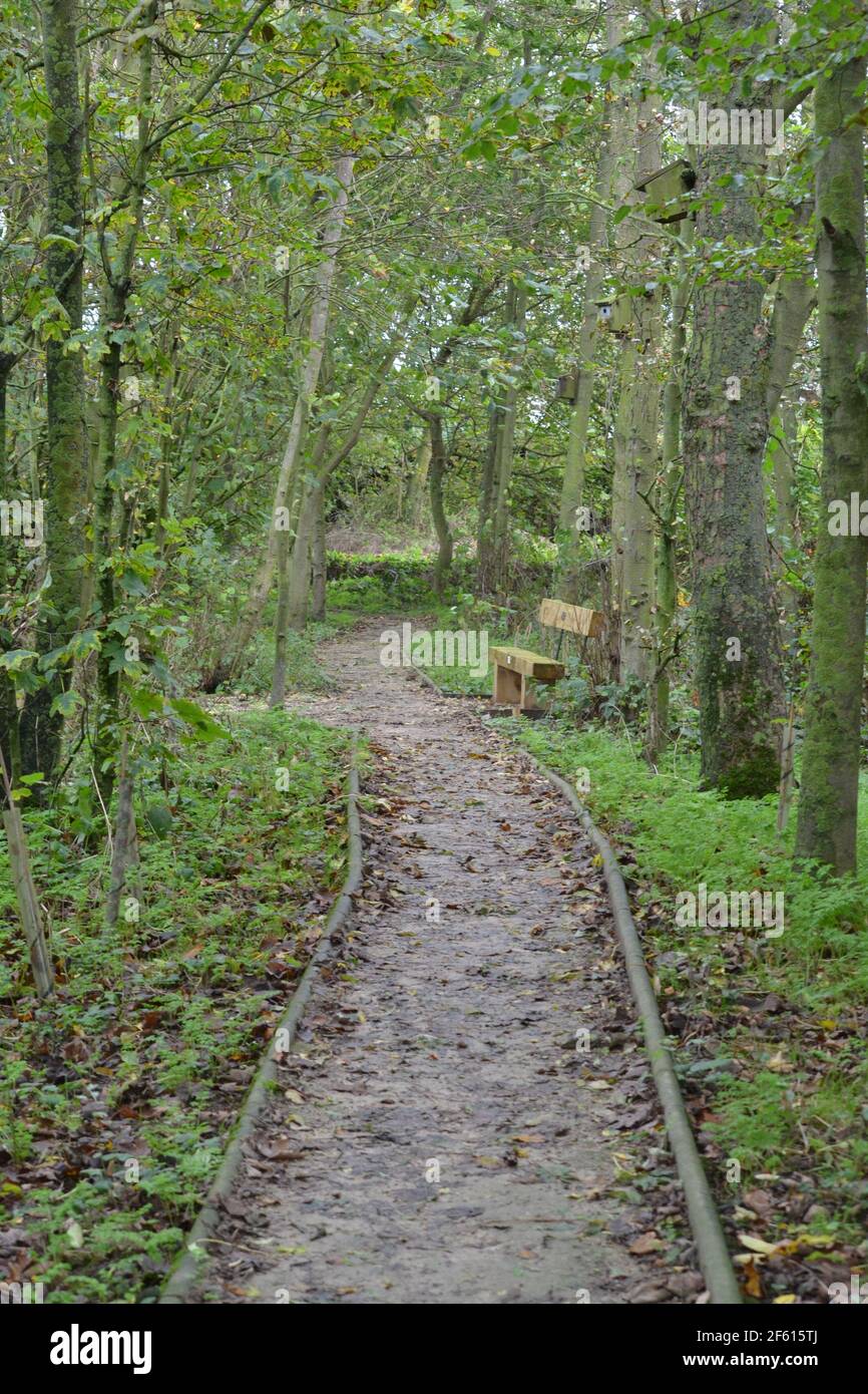 Woodland Pathway Through Trees On A Cold Overcast Autumn Day - Gravel ...