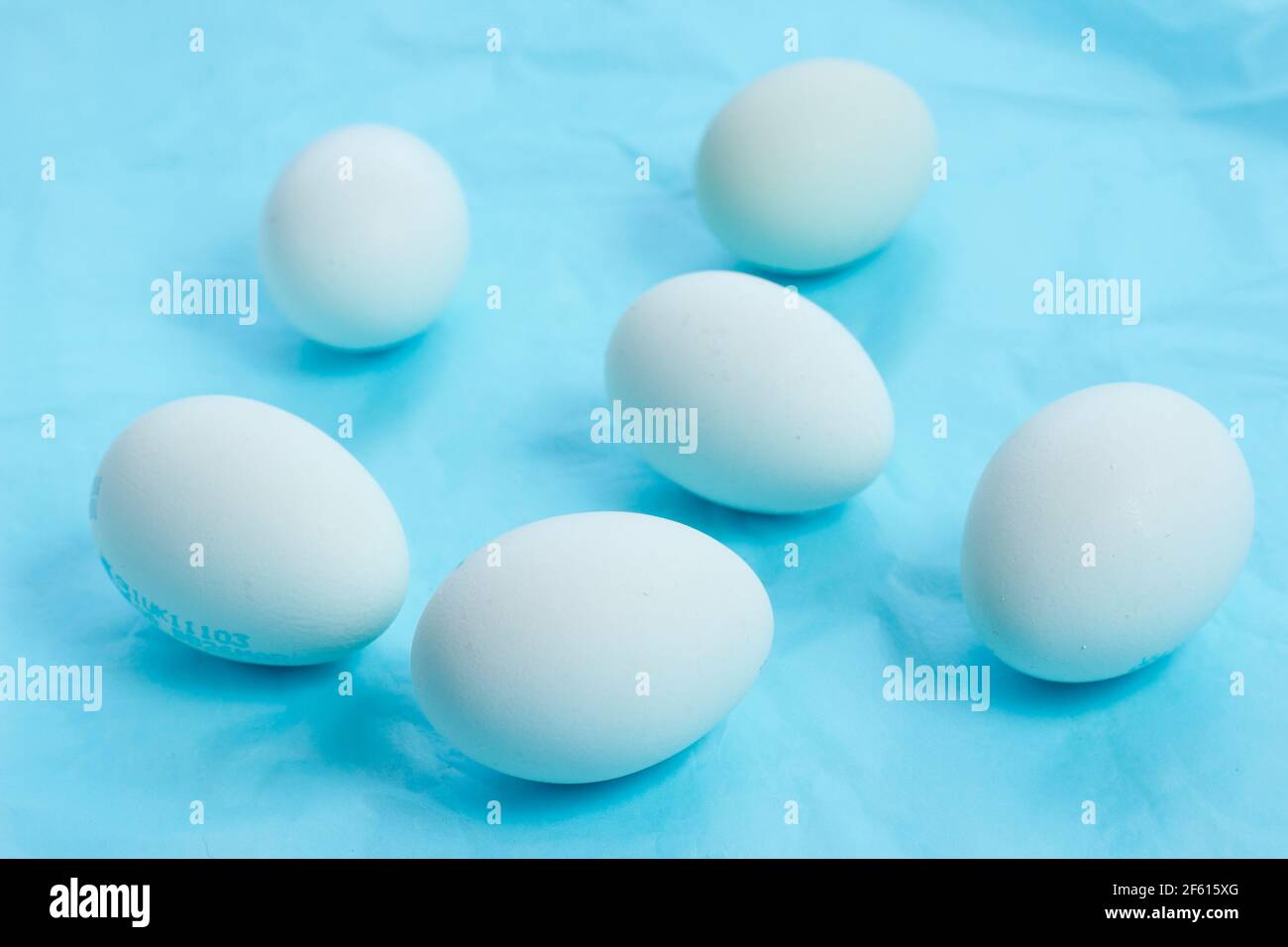 Chicken eggs with natural blue shells displayed on blue background. UK ...