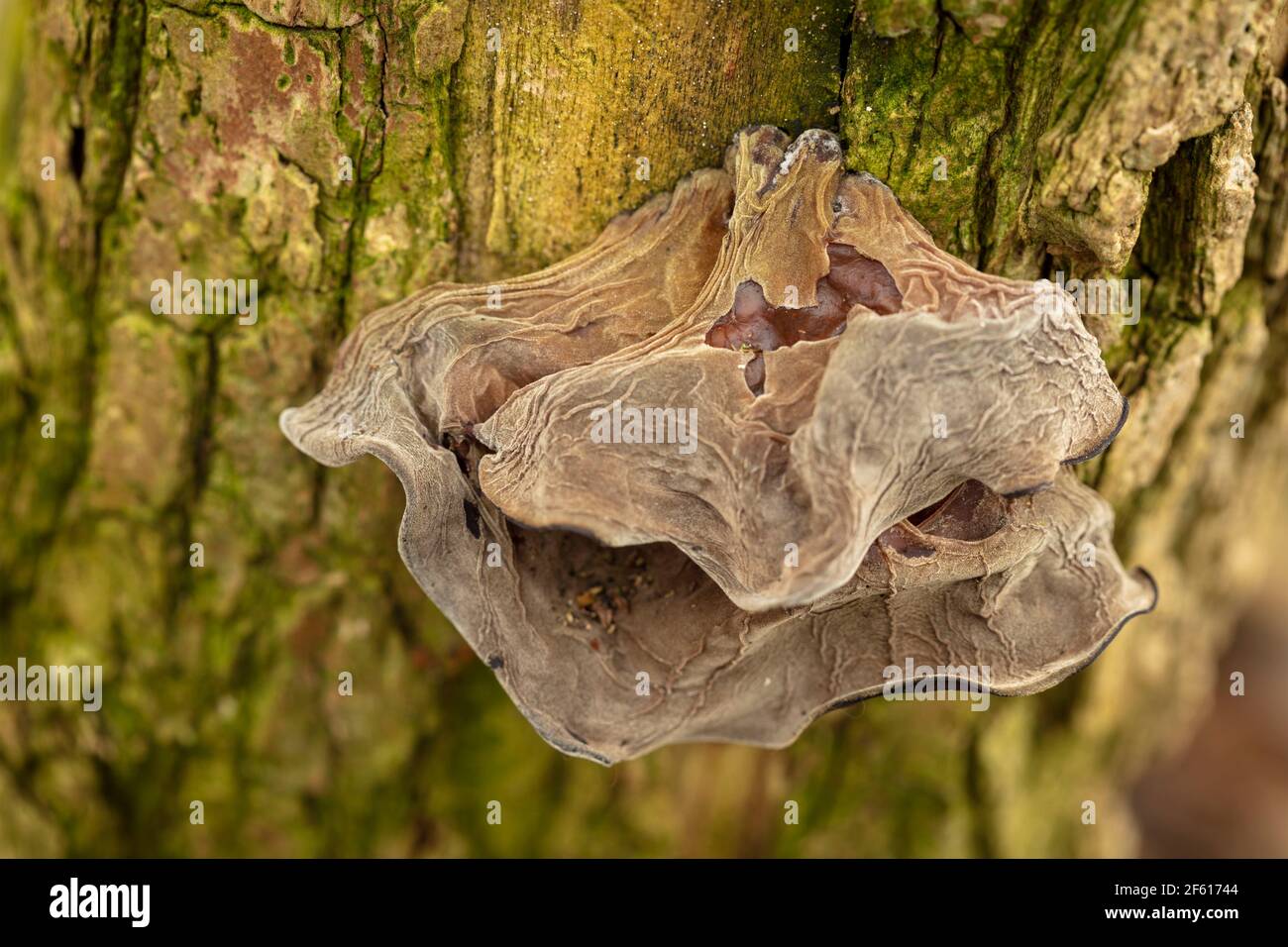 Macro nature photograph of Auricularia auricula-judae, Judas's Ear, Jew ...