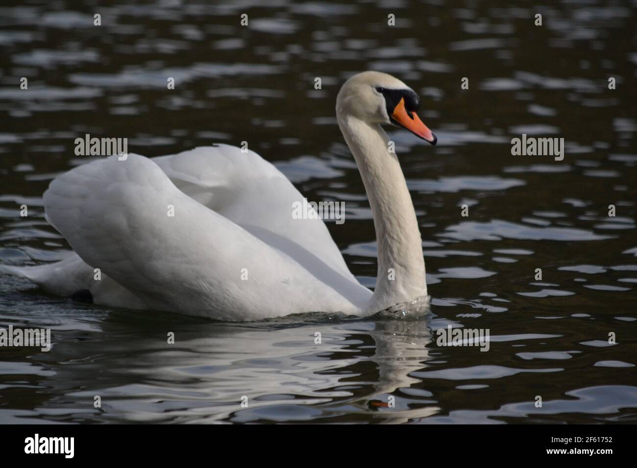 Swan majestic bird hi-res stock photography and images - Alamy