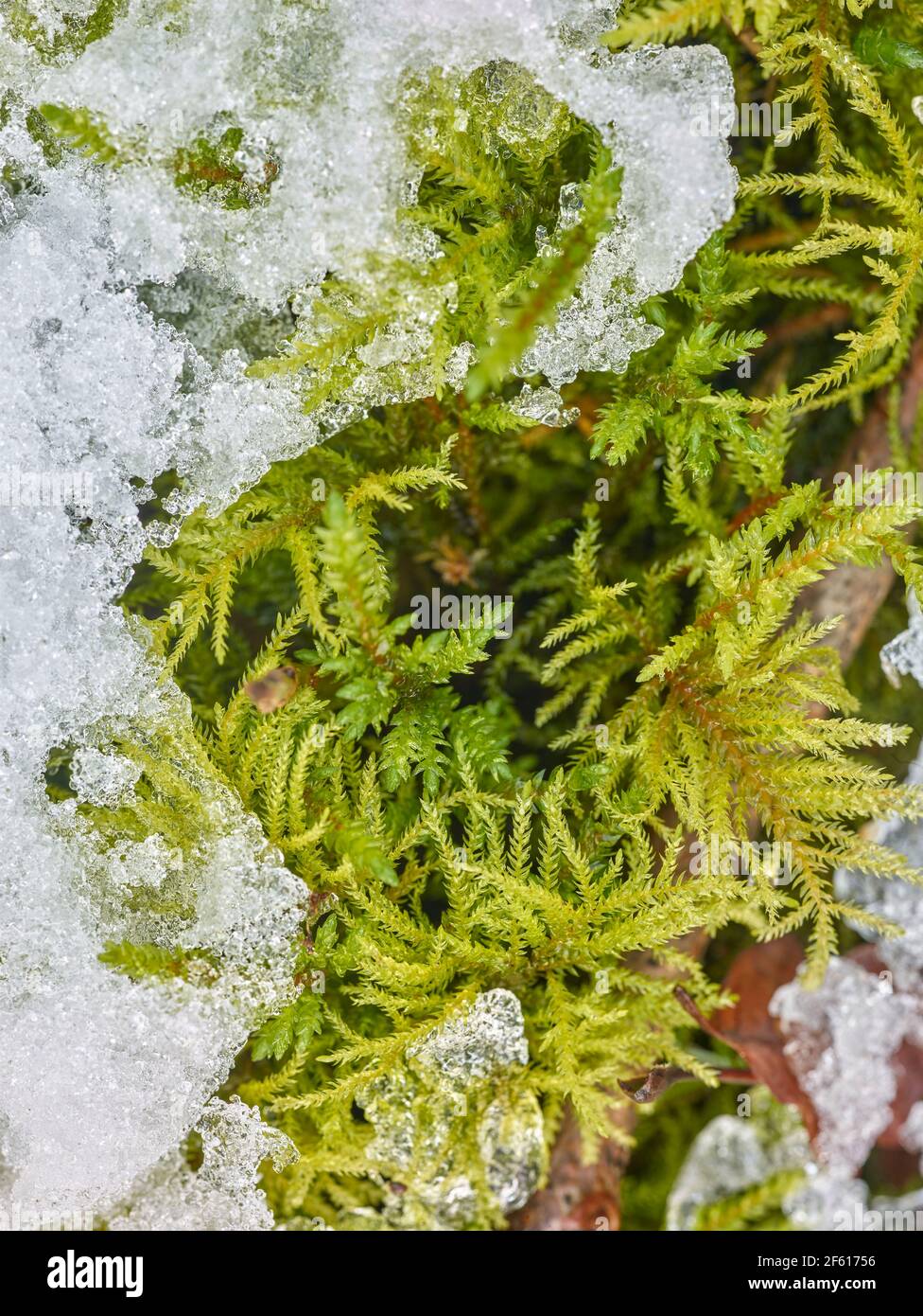 Life cycle of mosses hi-res stock photography and images - Alamy
