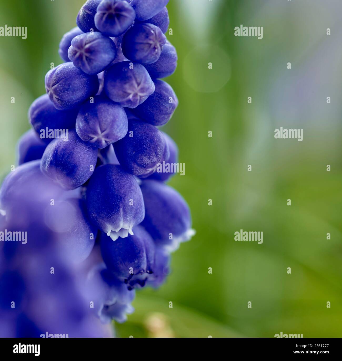 Macro photograph of grape hyacinth in glorious bloom, natural plant ...
