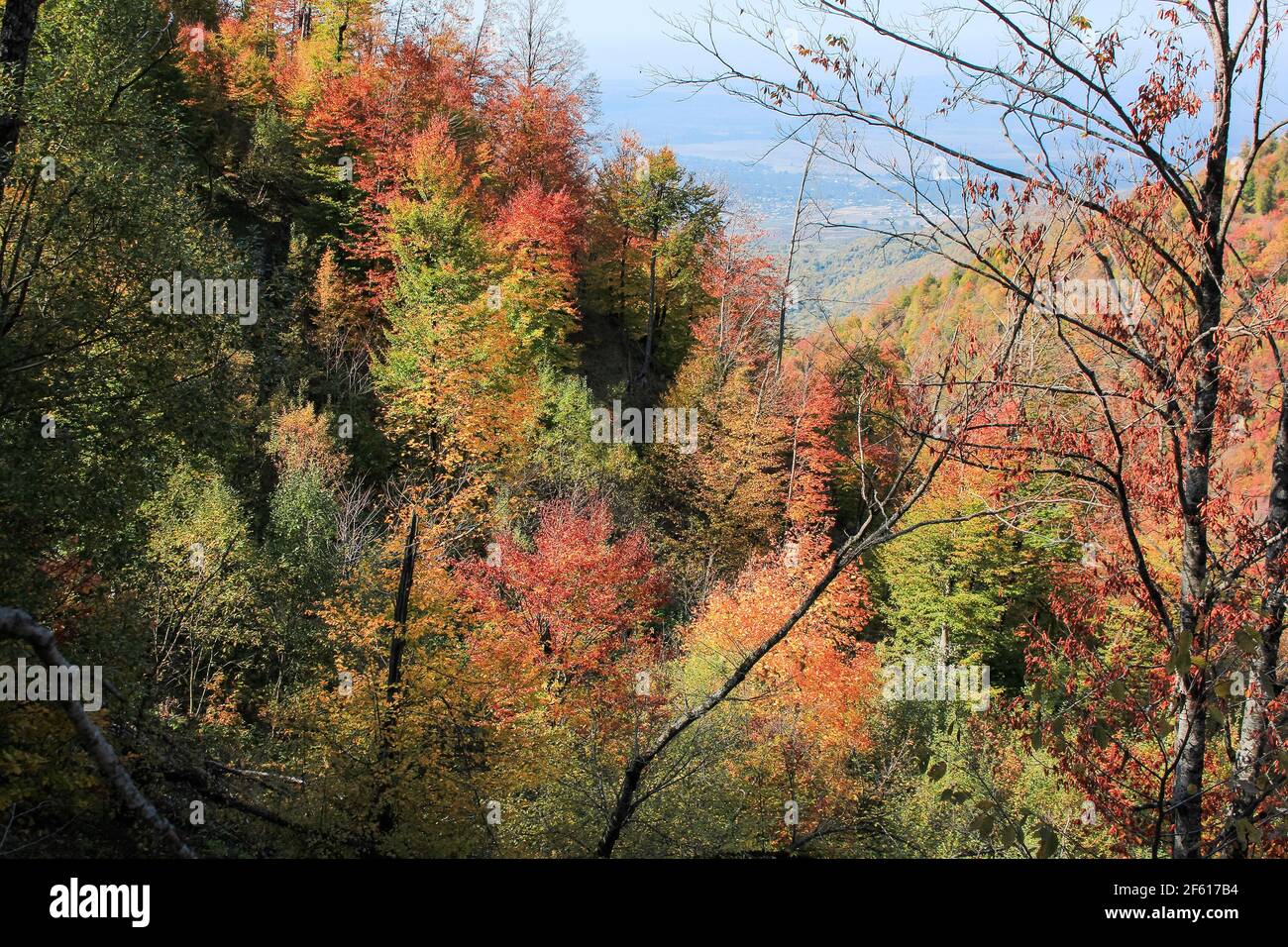 Beautiful forest high in the mountains Stock Photo - Alamy