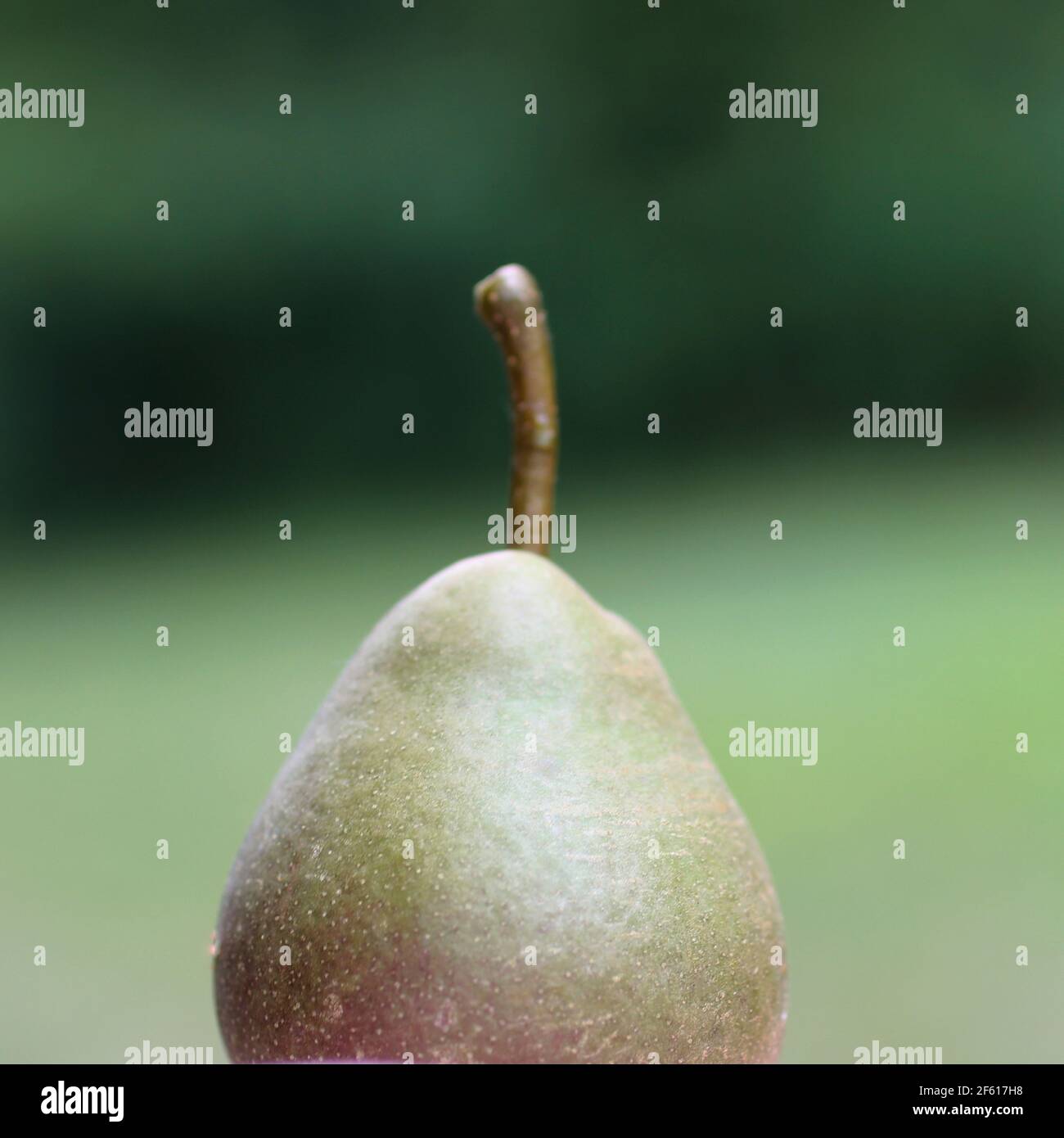 Pear shaped fruit hi-res stock photography and images - Alamy