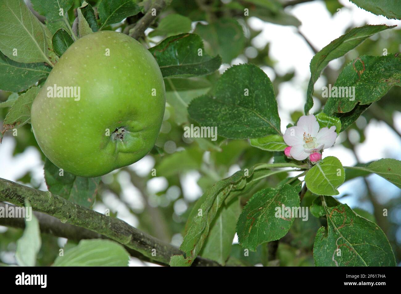 Heavy apple tree hi-res stock photography and images - Alamy