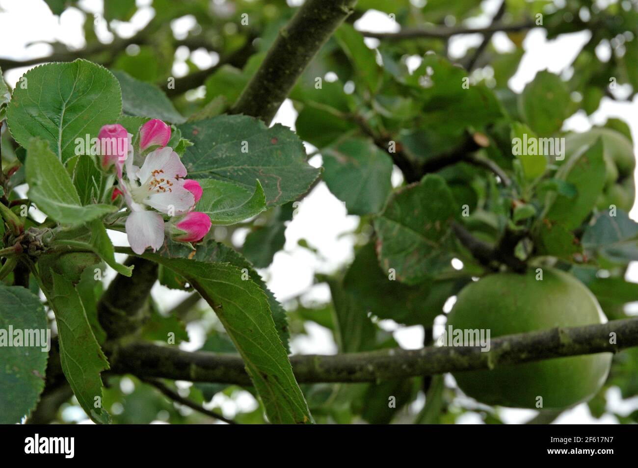 Heavy apple tree hi-res stock photography and images - Alamy