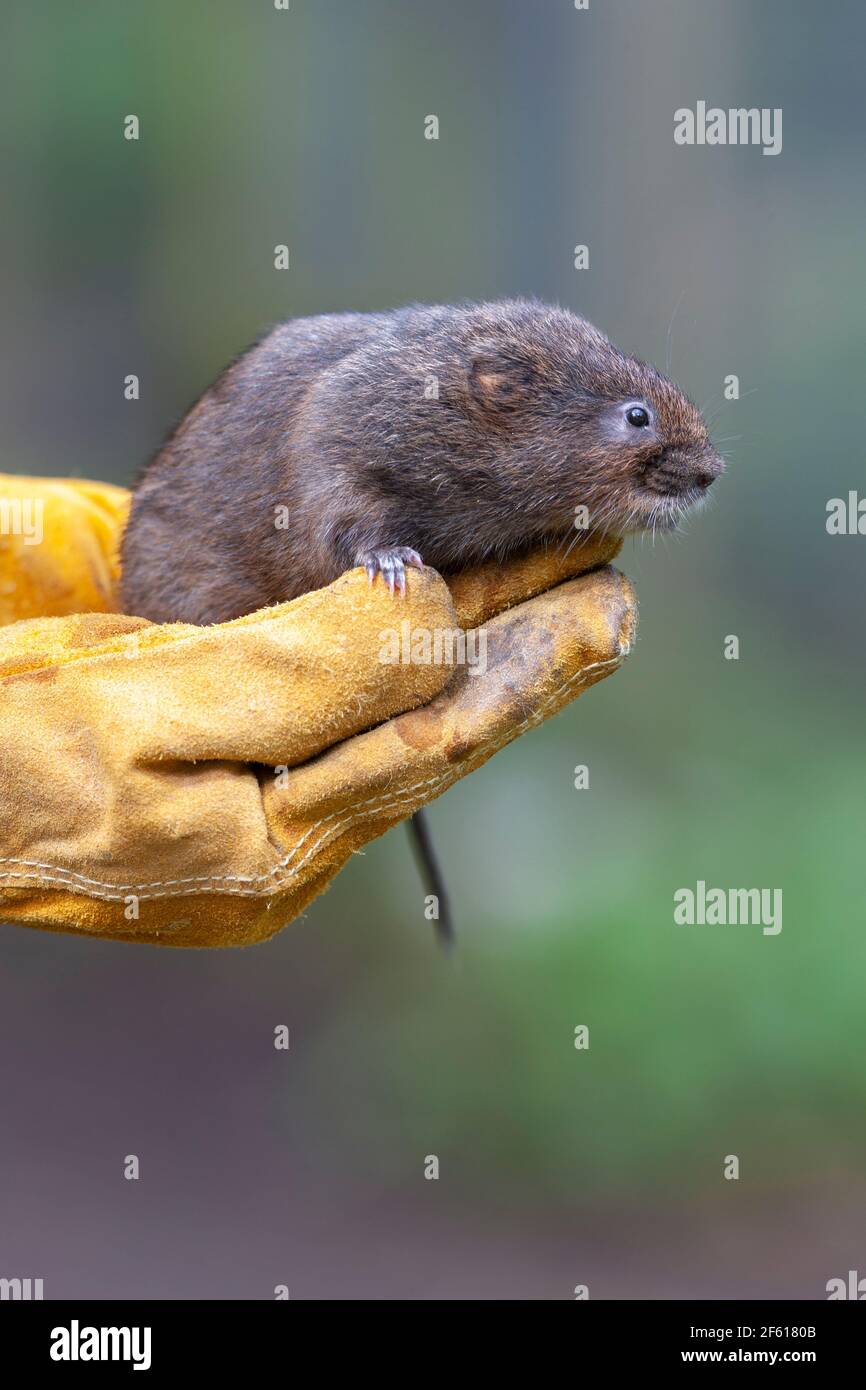Water vole (Arvicola amphibius) captive bred for reintroduction, UK ...