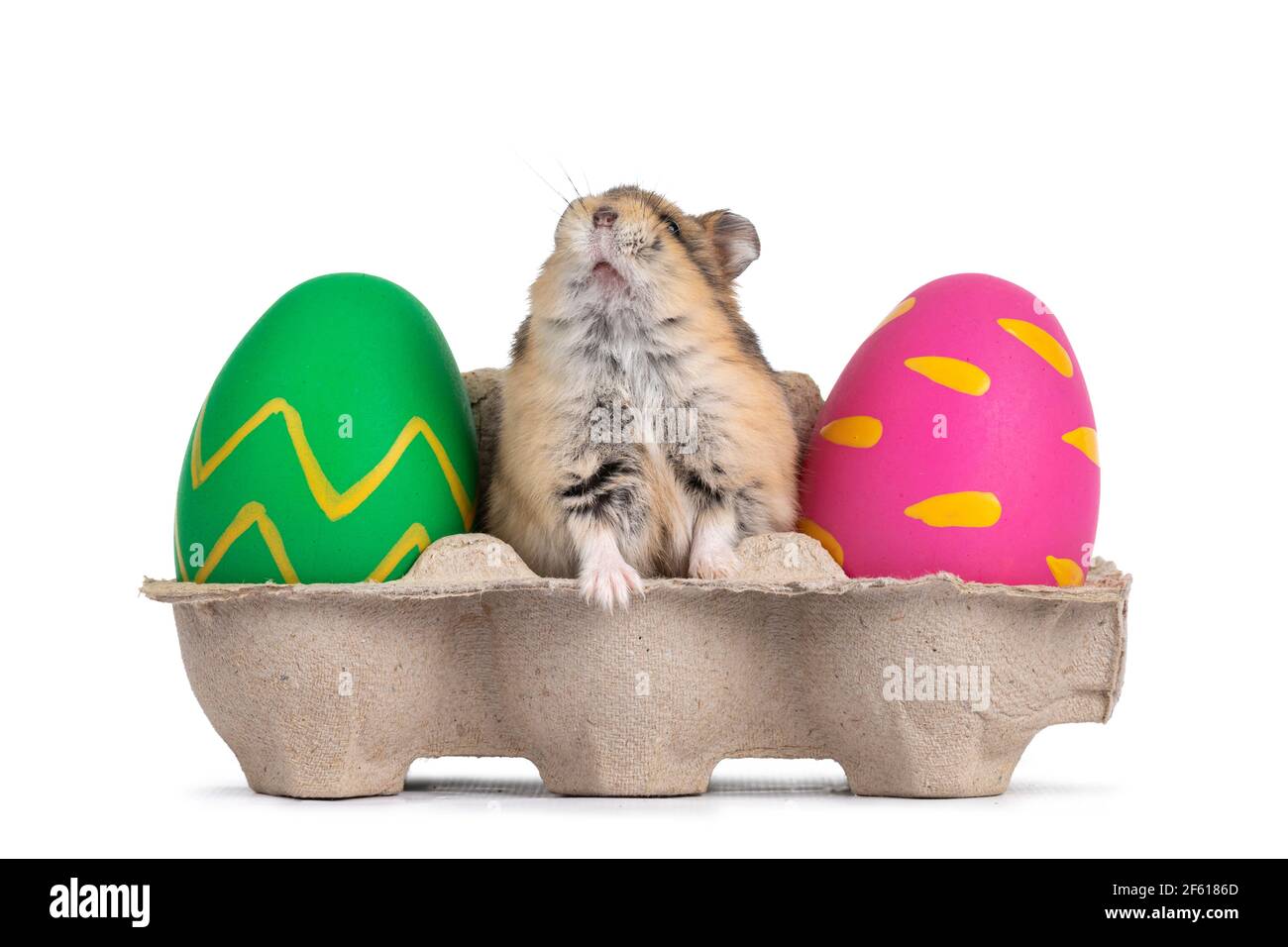 Cute adult brown hamster, sitting in carton egg tray inbetween painted ...