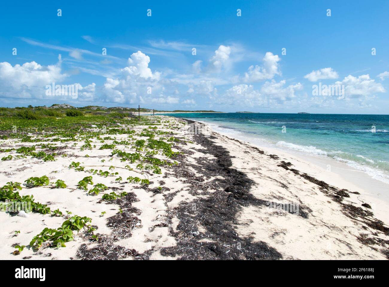 The wilderness scenery with algae on Grand Turk island beach (Turks and ...