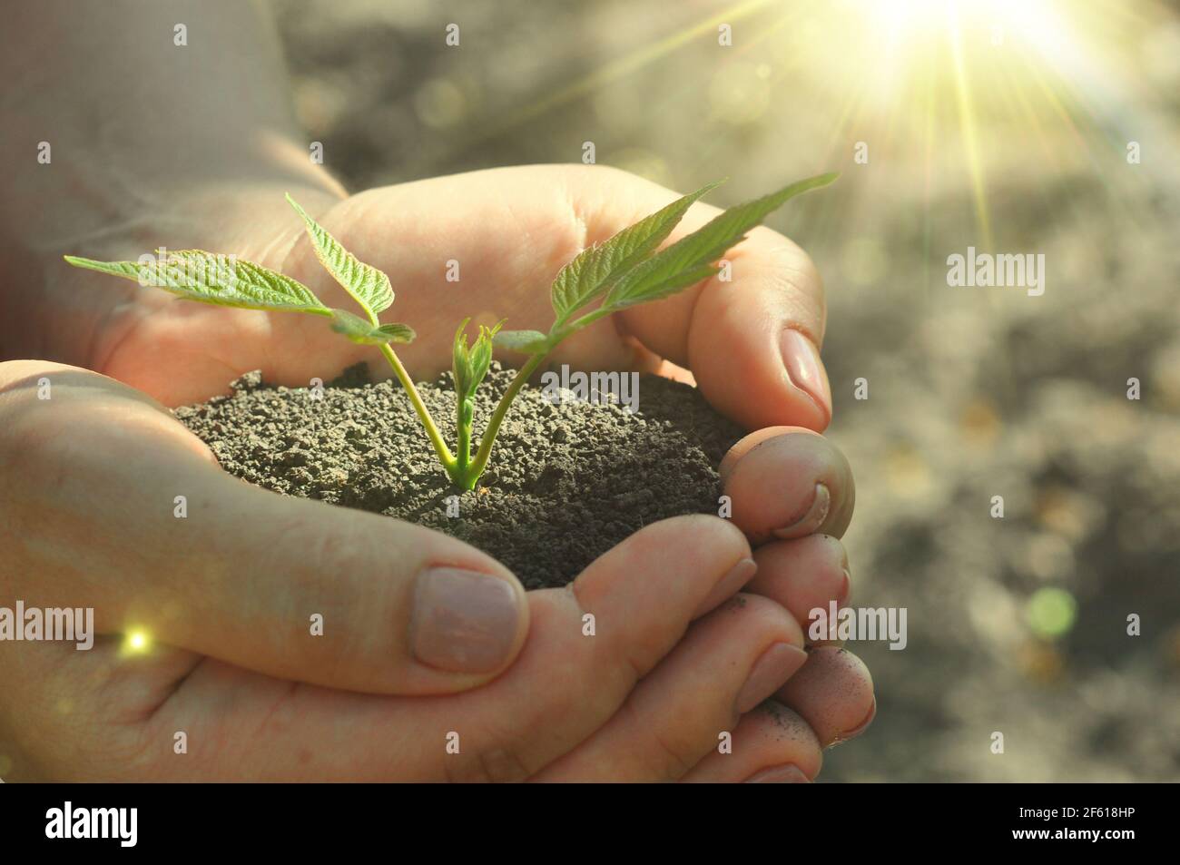 Young plant and sunbeams. Hands holding young sprout in soil. Care and ...