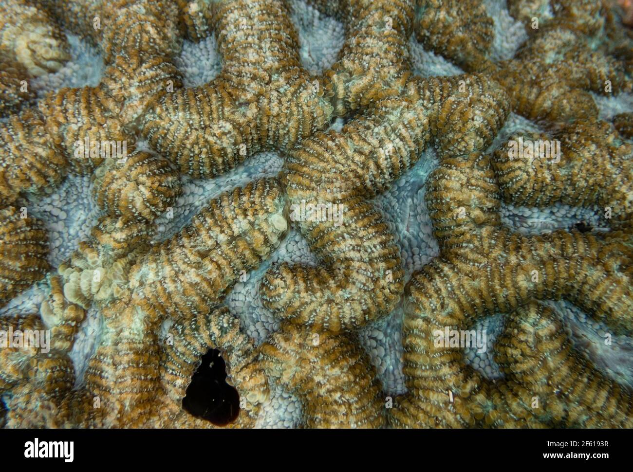 Brain coral in SE Brazil Stock Photo - Alamy
