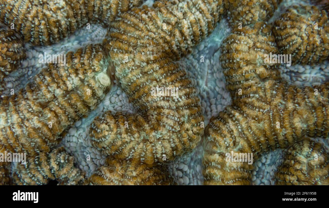 Brain coral in SE Brazil Stock Photo - Alamy