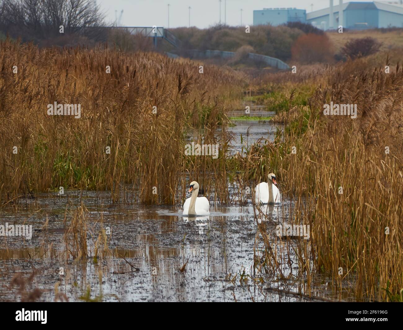 Industry and nature co-existing - swans swim through the still, reed ...