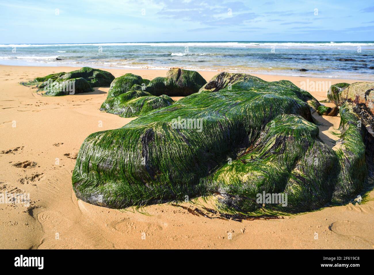 Seaweed environment seashore coast hi-res stock photography and images ...